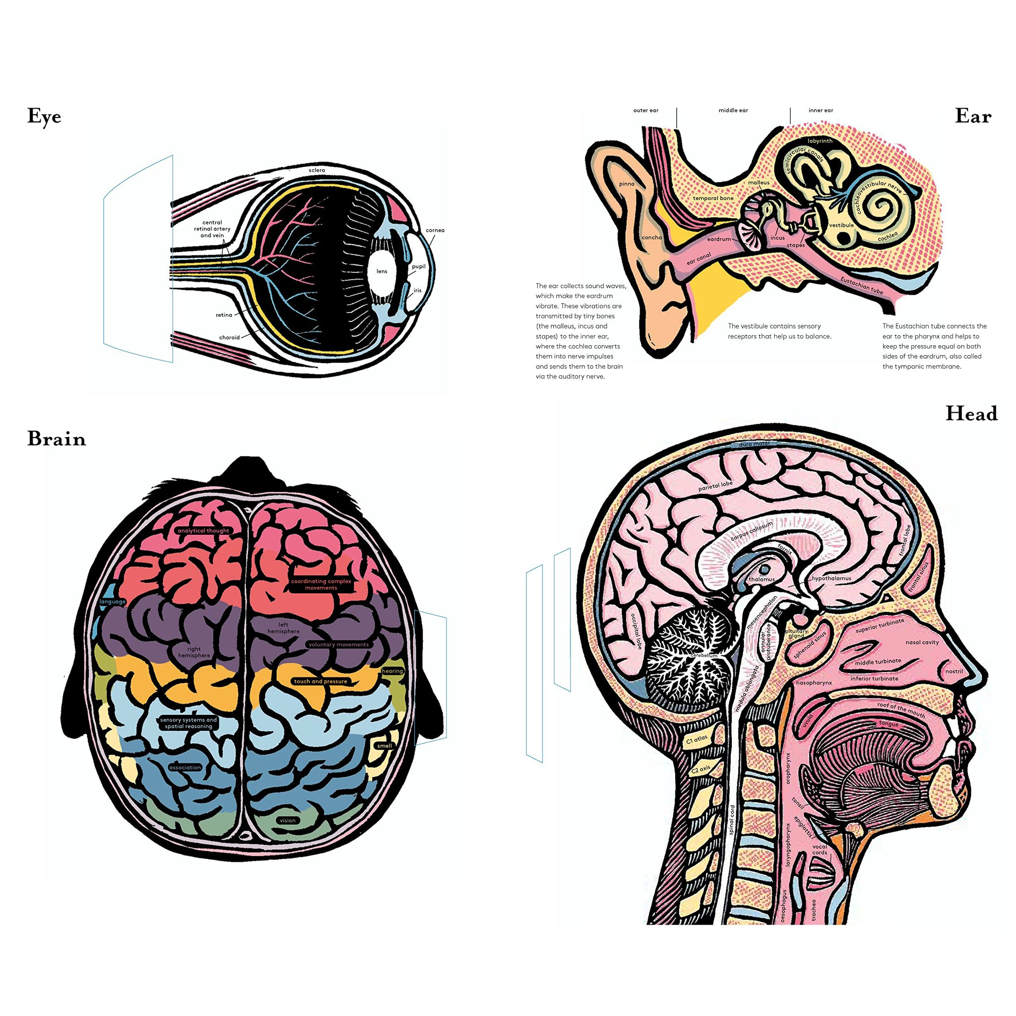 Inside The Body: An Extraordinary Layer-By-Layer Guide To Human Anatom ...