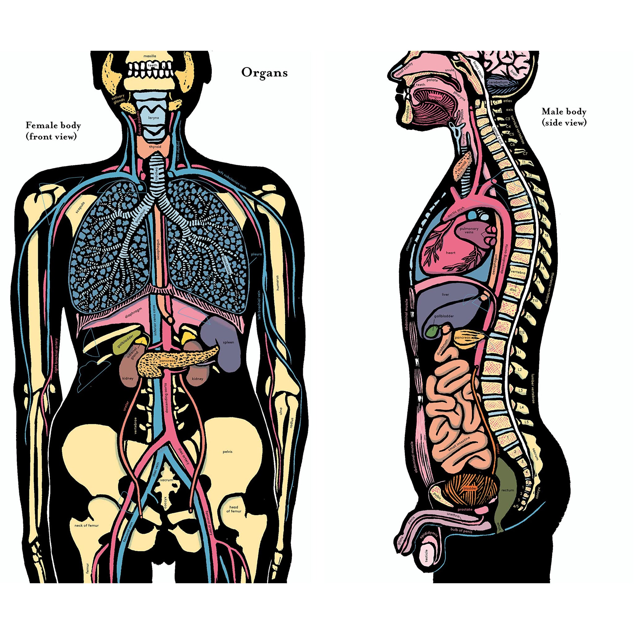 Inside The Body: An Extraordinary Layer-By-Layer Guide To Human Anatom ...