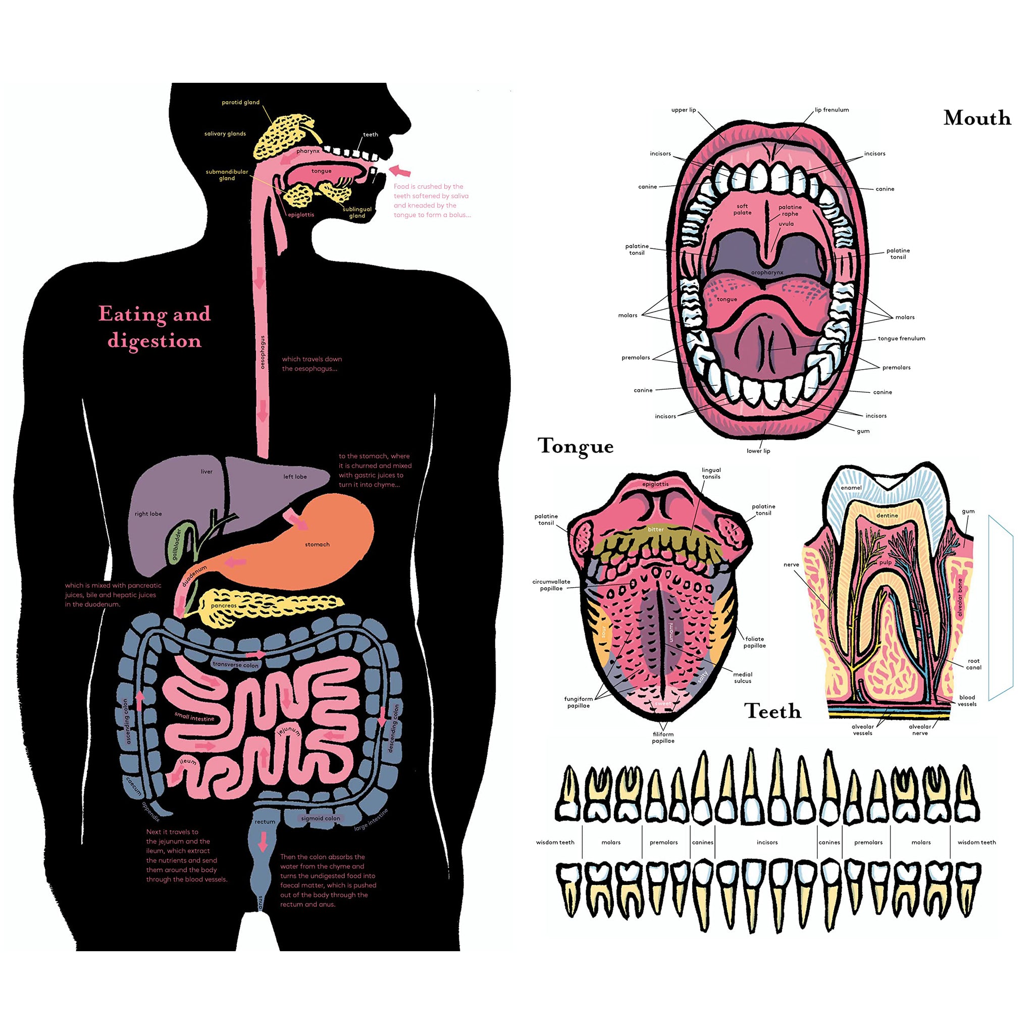 Inside The Body: An Extraordinary Layer-By-Layer Guide To Human Anatom ...